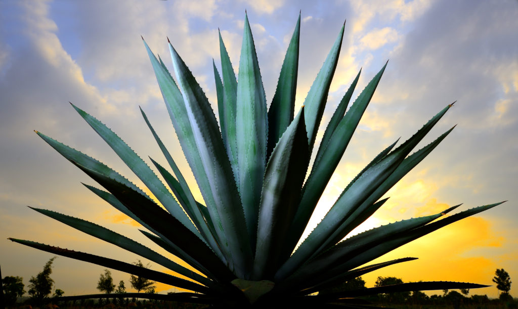 India | Booze Business: A Blog Dedicated to the Business of Spirits and ...